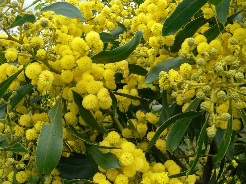 Trove Tuesday- The History Of Wattle Day – MORUYA and District ...