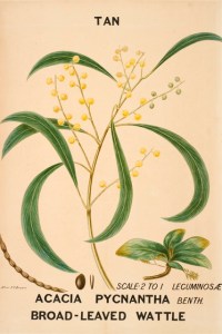 A Golden History: The Story of National Wattle Day – MORUYA and ...